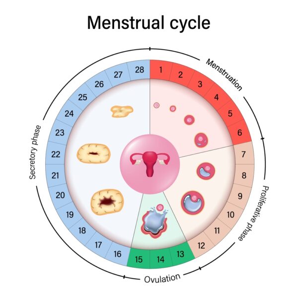 5 Simple Steps to Master Your Health with a Menstrual Cycle Length ...